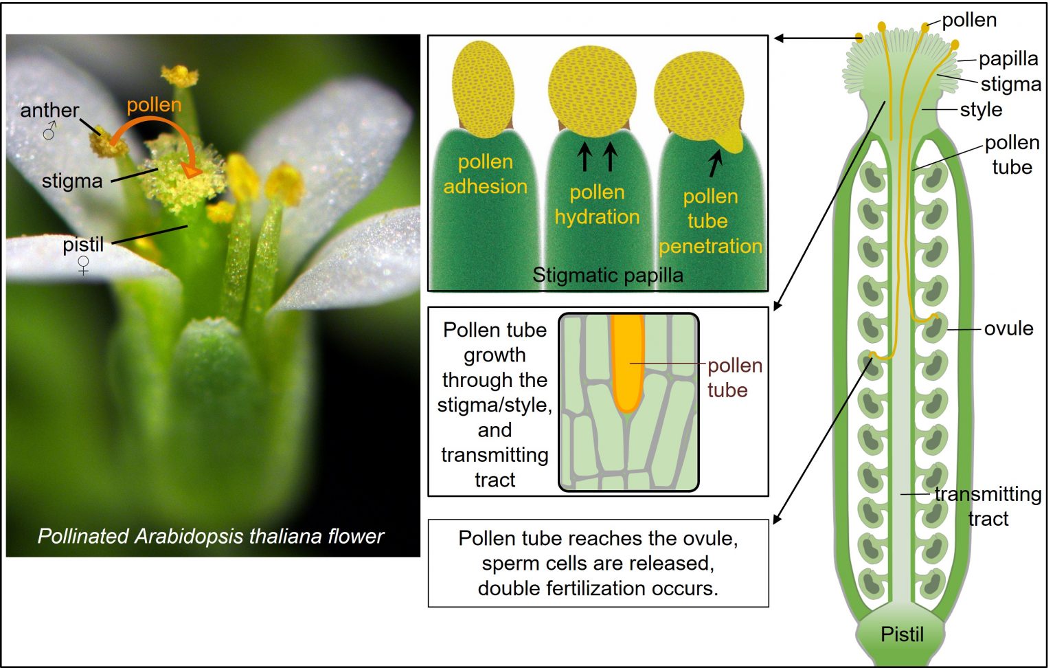 Research | Goring Lab